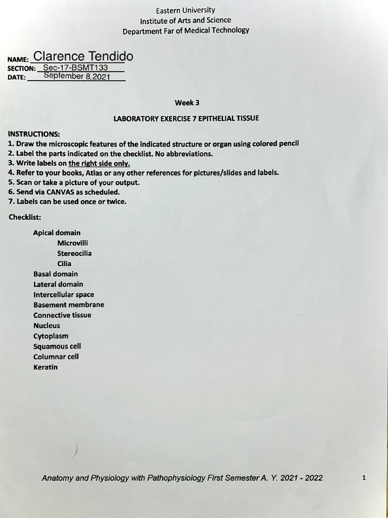 Laboratory Exercise 7 Epithelial Tissue - Tendido | PDF