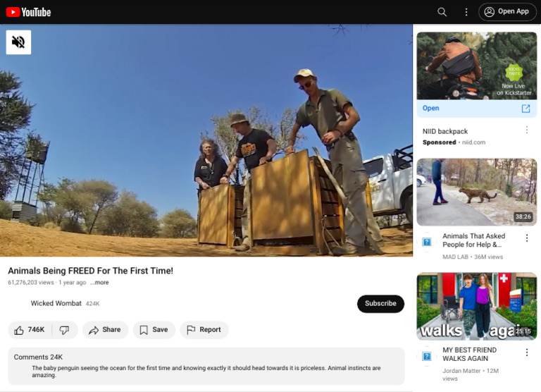 Animals Being FREED For The First Time! - YouTube | PDF