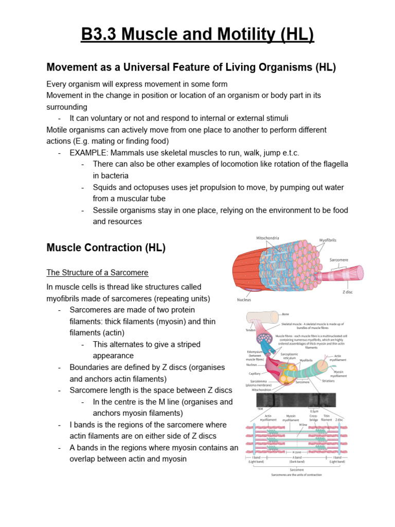 B3.3 Muscle and Motility (HL) | PDF