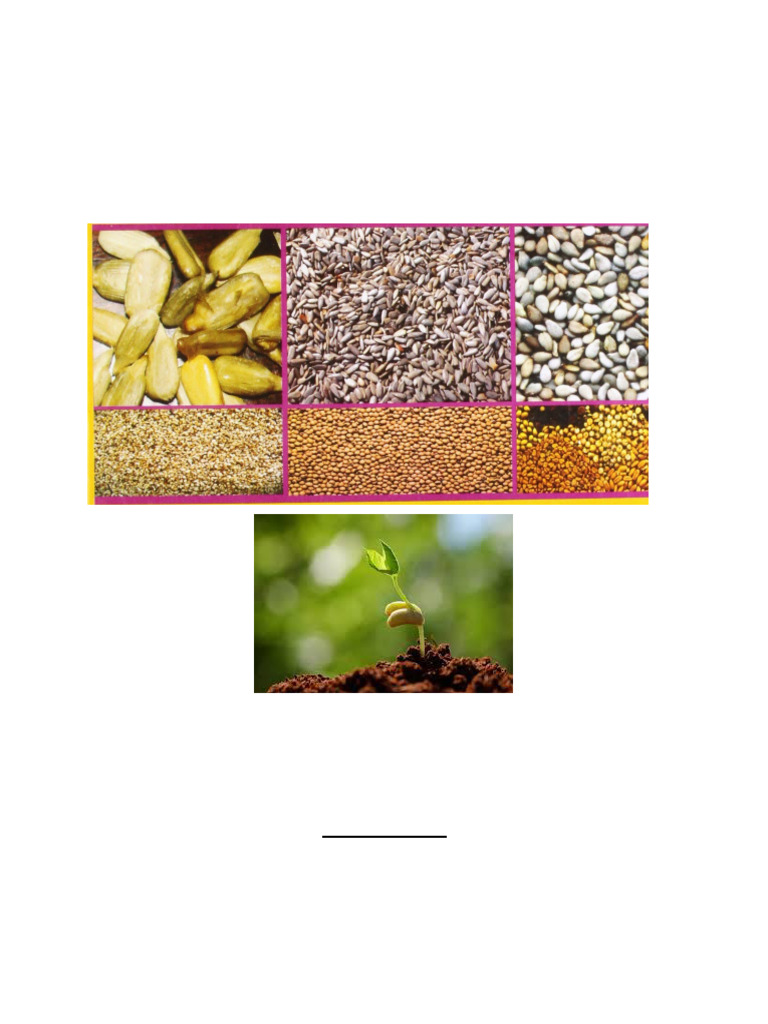 Seed Technology Note Final 020 | PDF | Biological Processes | Plants