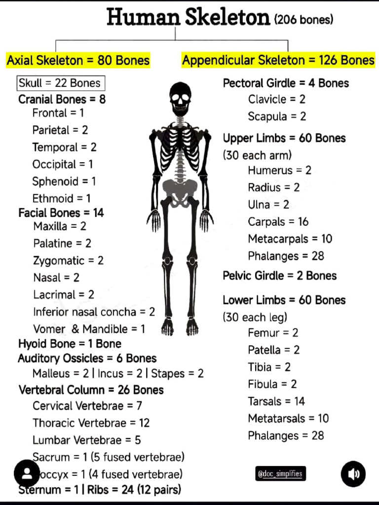 Human Skeleton Structure and Bones | PDF