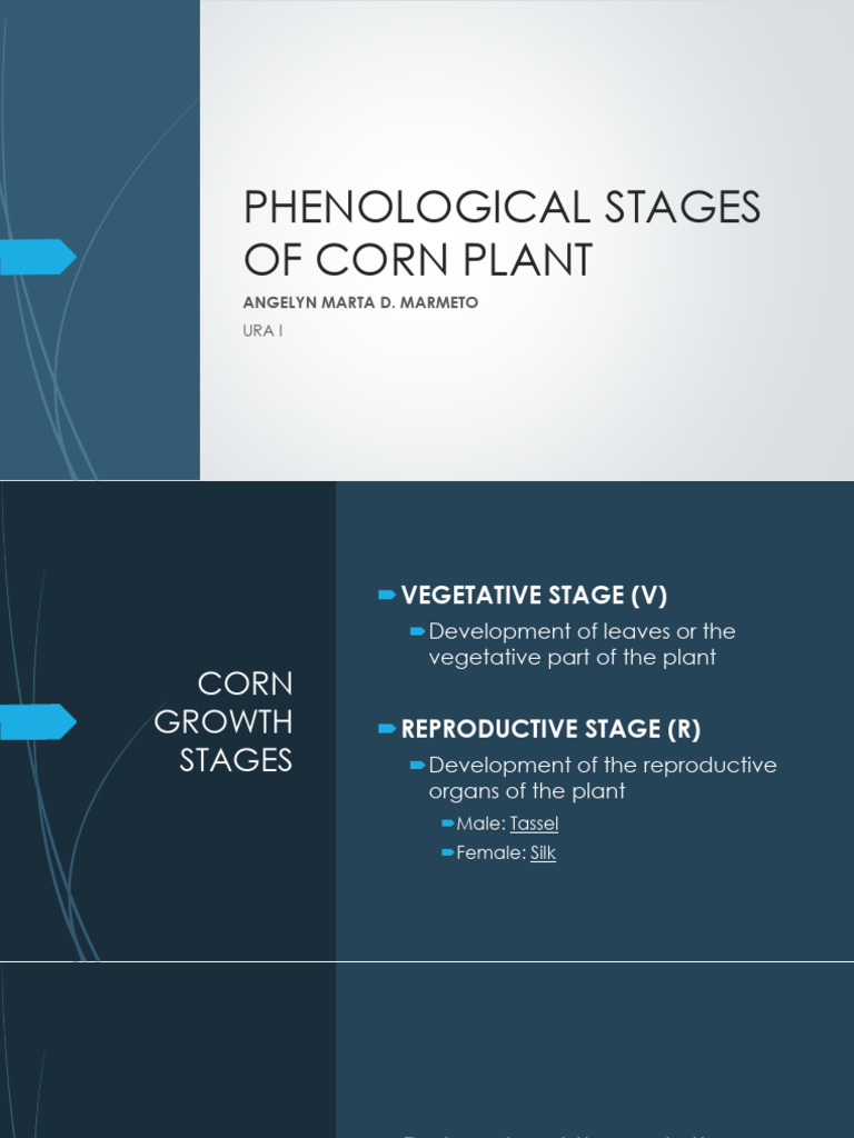 Corn Plant Phenological Stages Guide | PDF