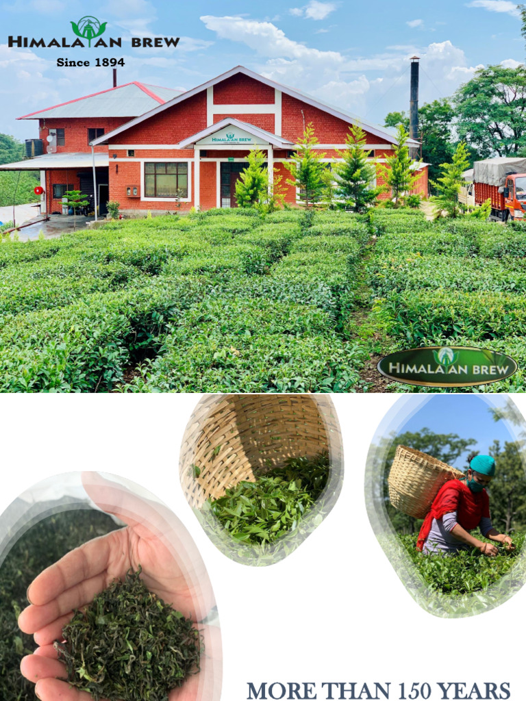 Himalayan Brew Booklet PPT New | PDF | Tea | Hot Drinks