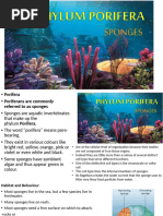 Sponge Body Plans: Asconoid Explained | PDF | Sponge | Cell Biology