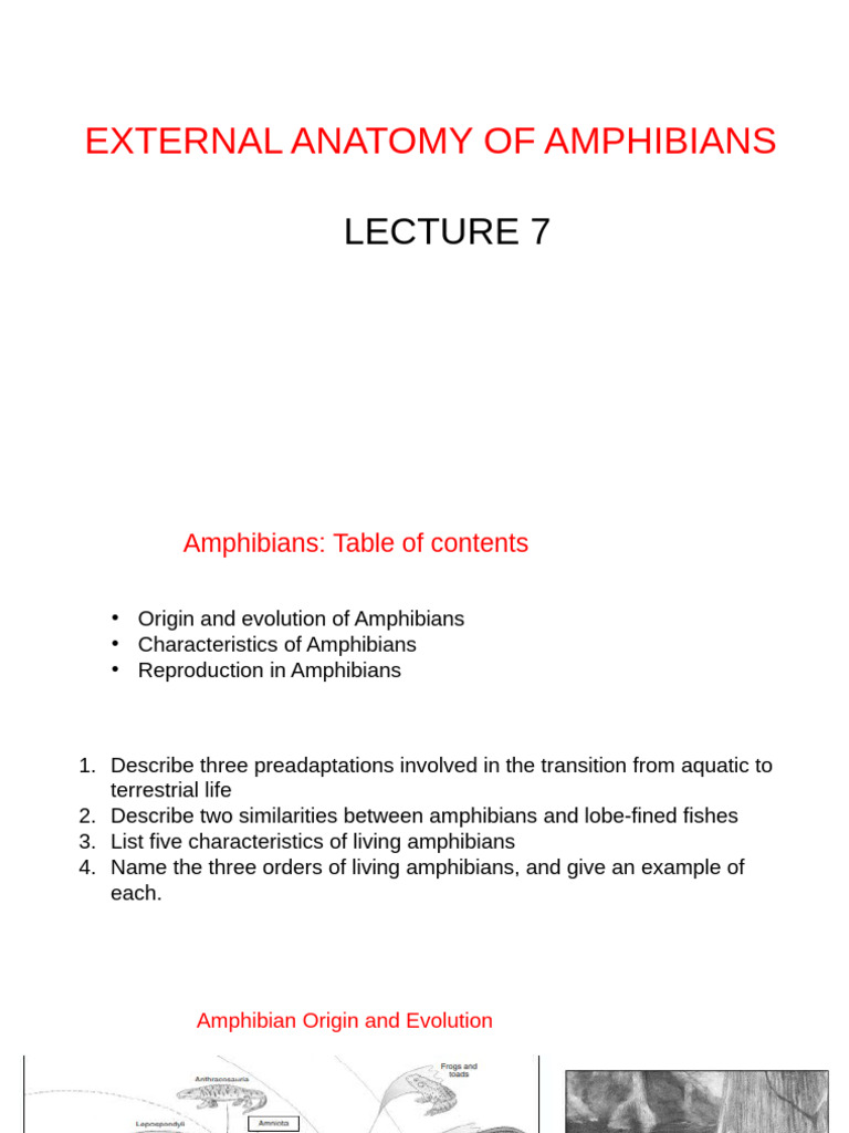 Lecture 7 BIO1202 Amphibinas Anatomy Internal and External | PDF ...