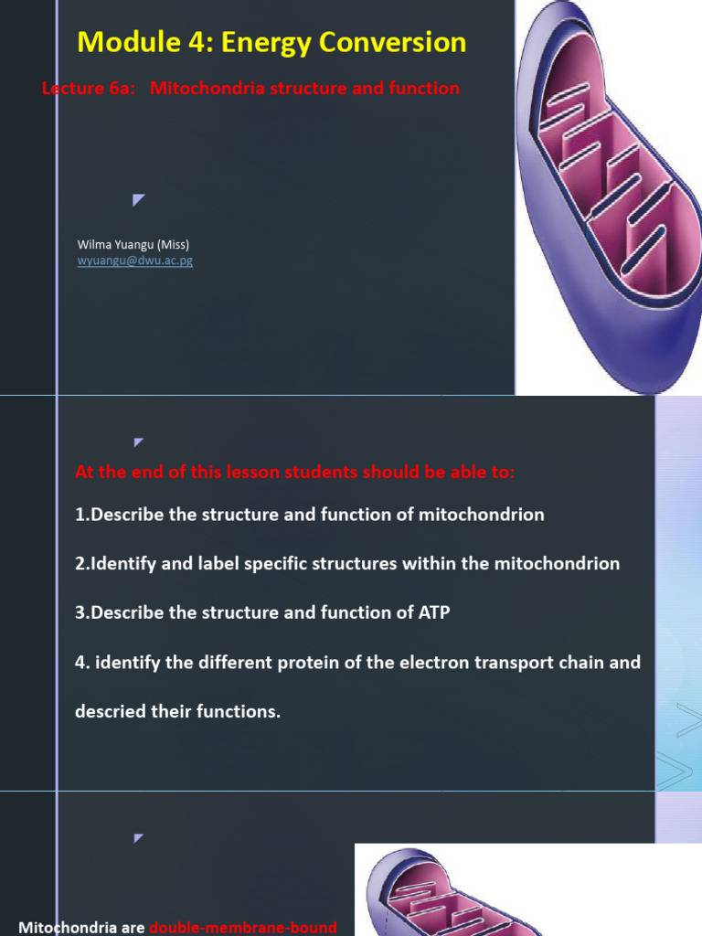 Lecture 6a Mitochondria structure and functions | PDF | Electron Transport Chain | Mitochondrion