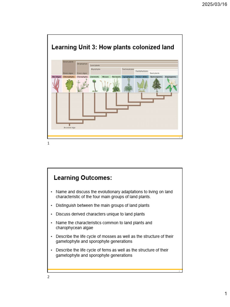 Learning Unit 3 Slide Notes | PDF | Spore | Plants
