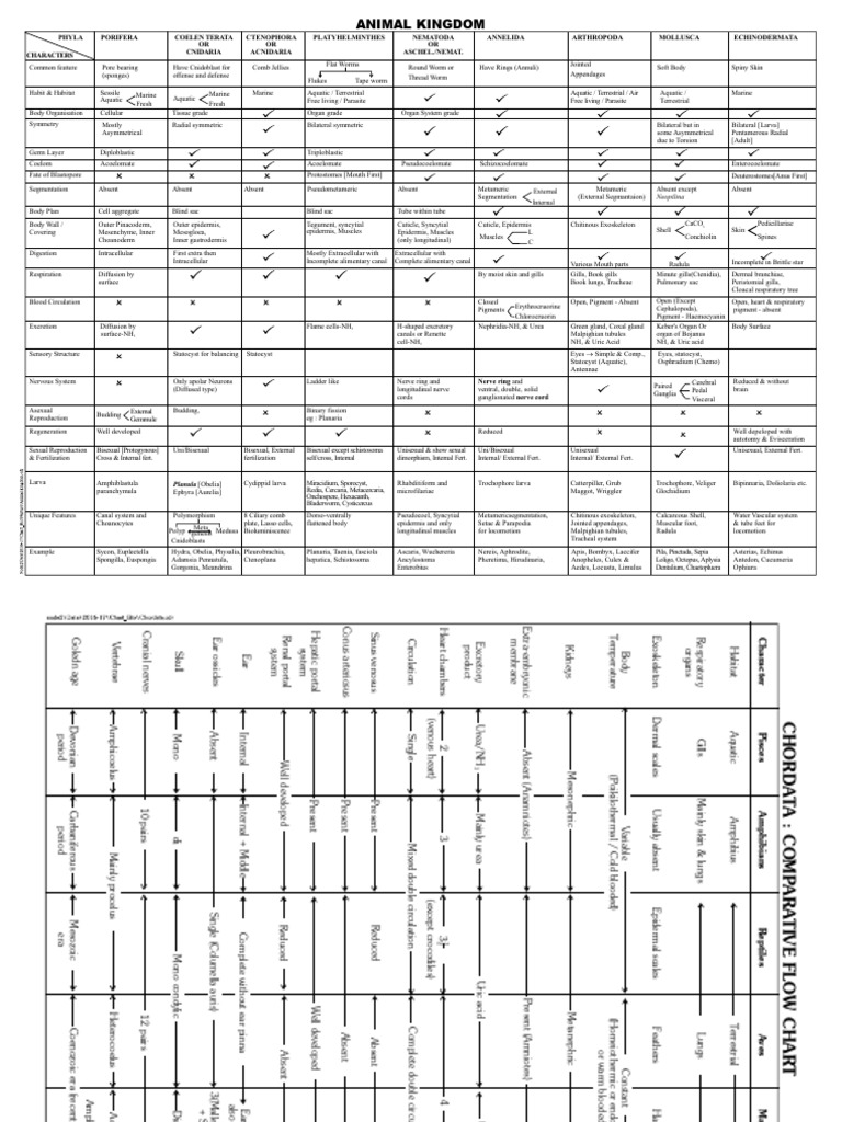 Animal Kingdom Flow Chart | PDF | Biology | Zoology
