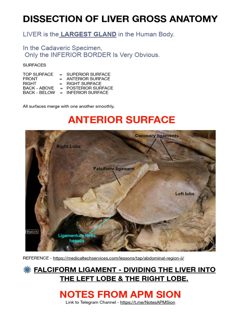 Liver Gross Anatomy Dissection Guide | PDF | Liver | Digestive System