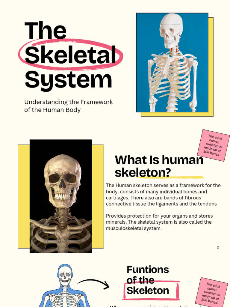 The Skeletal System Education Presentation in Cream Yellow Blue Lined Style (1) | PDF | Skeleton ...