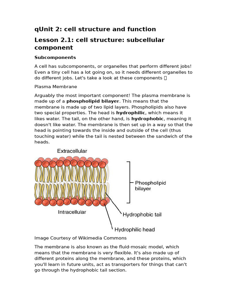 Unit 2 Cell Stucture and Function (1) | PDF | Endoplasmic Reticulum ...