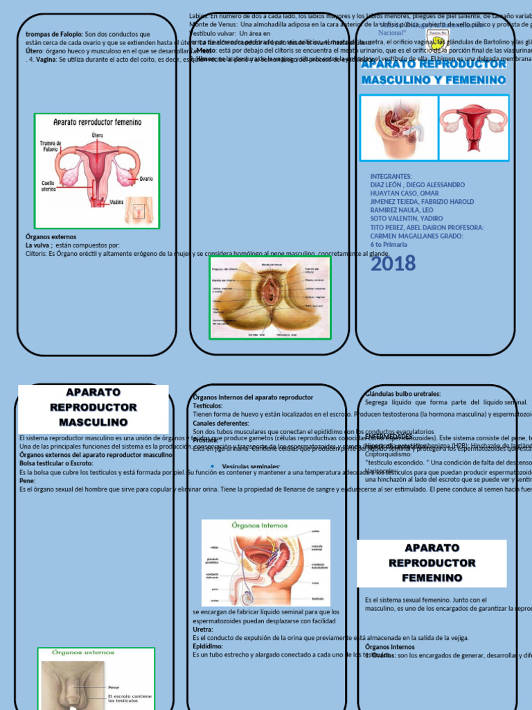 Triptico Aparato Reproductor Femenino y Masculino | PDF | Sistema reproductivo | Labios