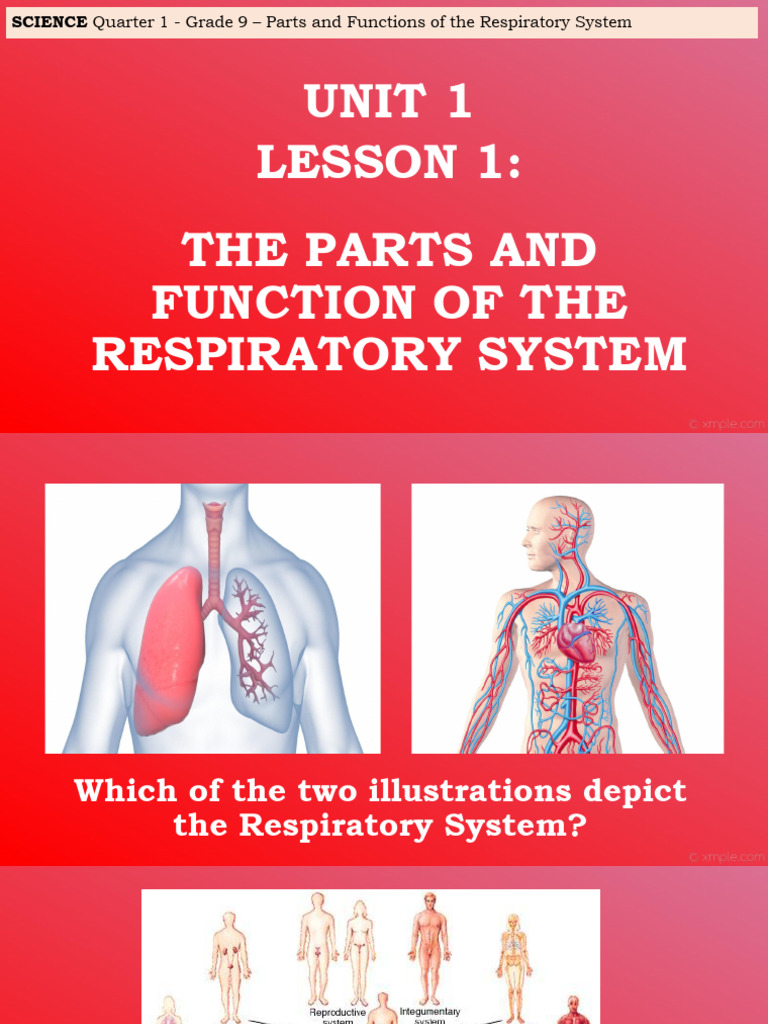 Respiratory System Overview for Grade 9 | PDF | Respiratory Tract ...