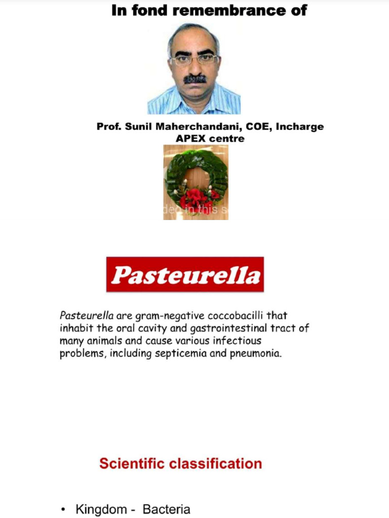 17.pasturella | PDF