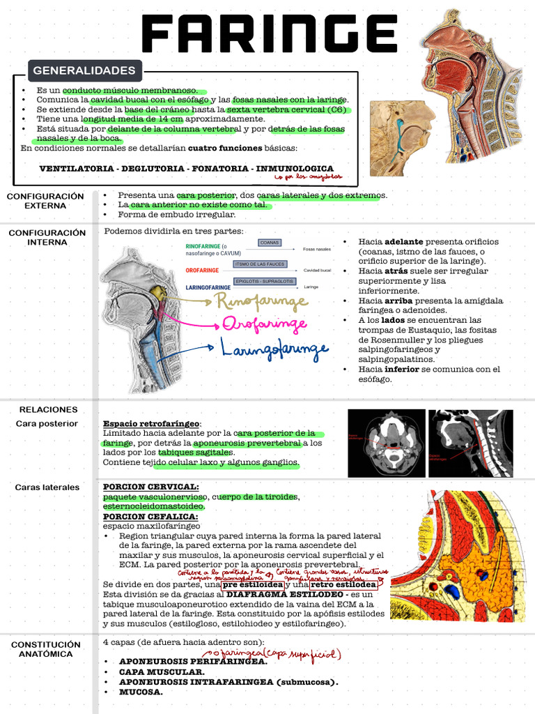 Anatomía y Funciones de la Faringe | PDF | Laringe | Otorrinolaringología
