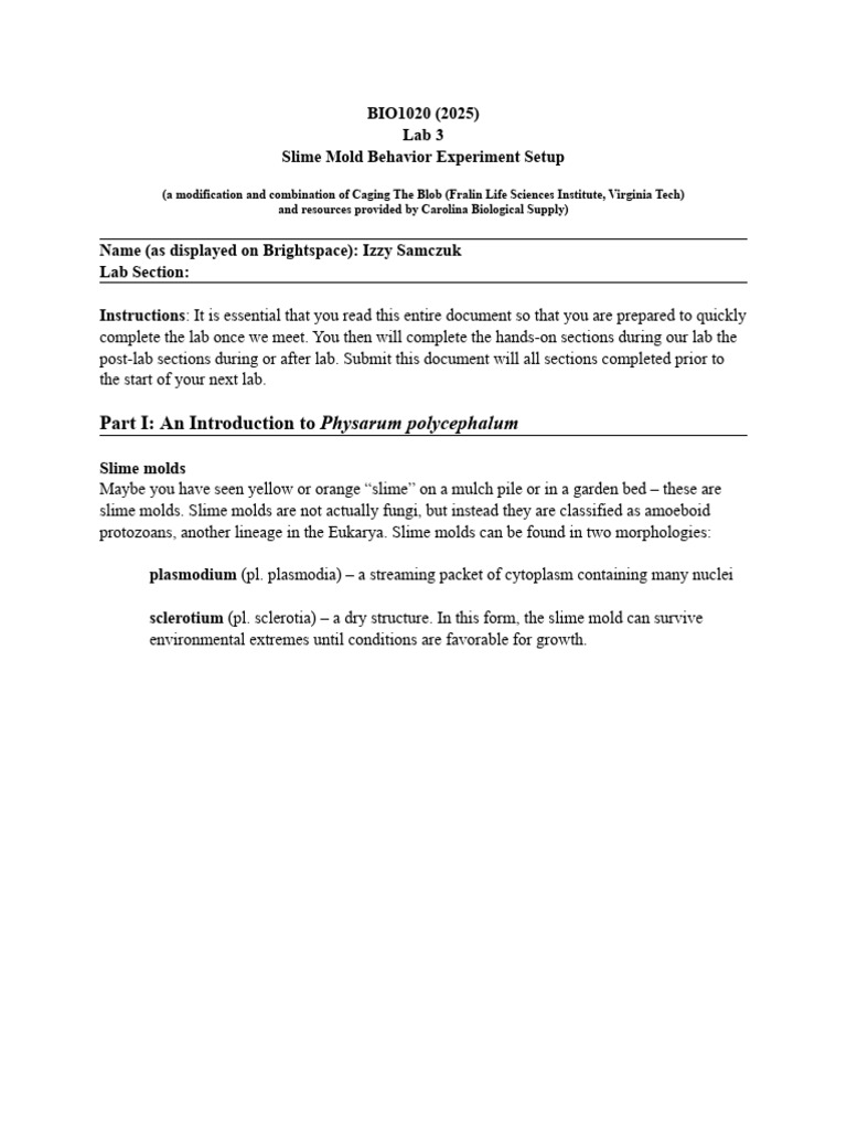Slime Mold Behavior Lab Setup Guide | PDF | Ploidy | Spore