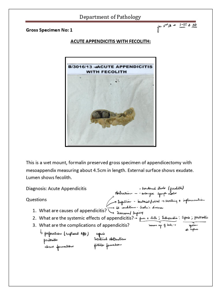Splenic Infarct Gross Examination | PDF | Atheroma | Atherosclerosis