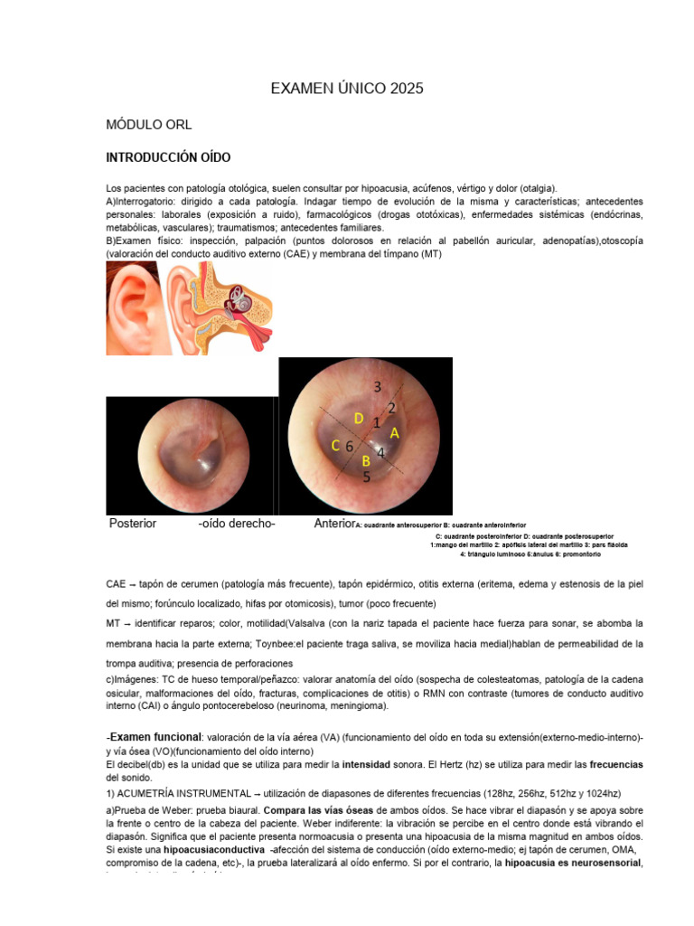 Apunte Otorrino | PDF | Oído | Escuchando