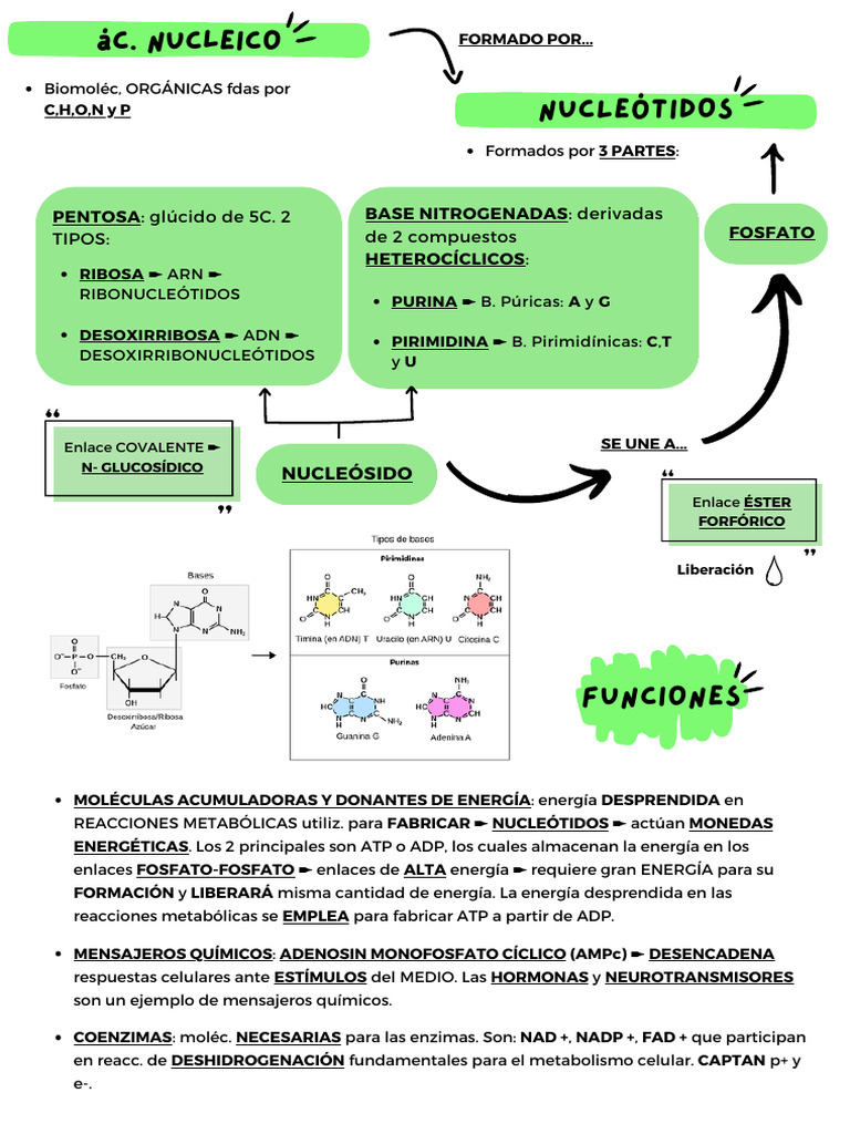 ÁCIDOS NUCLEICOS | PDF | Nucleótidos | Adn