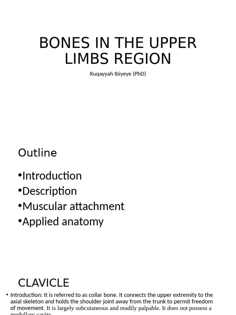 Upper Limb Bone Anatomy Overview | PDF | Hand | Skeletal System