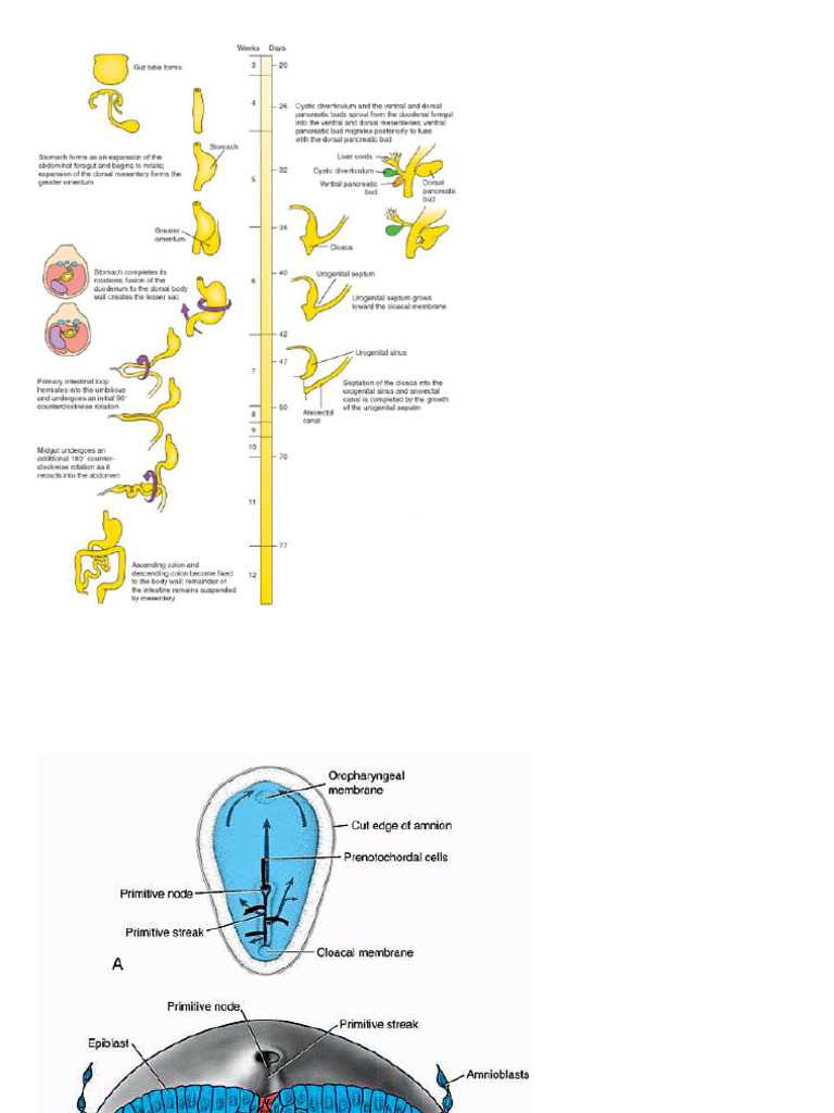 Digestive Tract Formation | PDF | Gastrointestinal Tract | Stomach