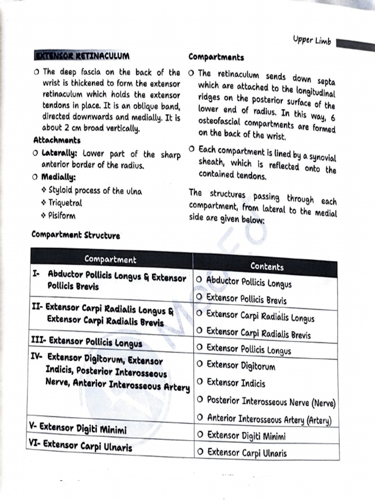 Extensor Retinaculum 2 | PDF