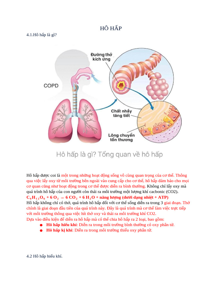 Hô Hấp | PDF