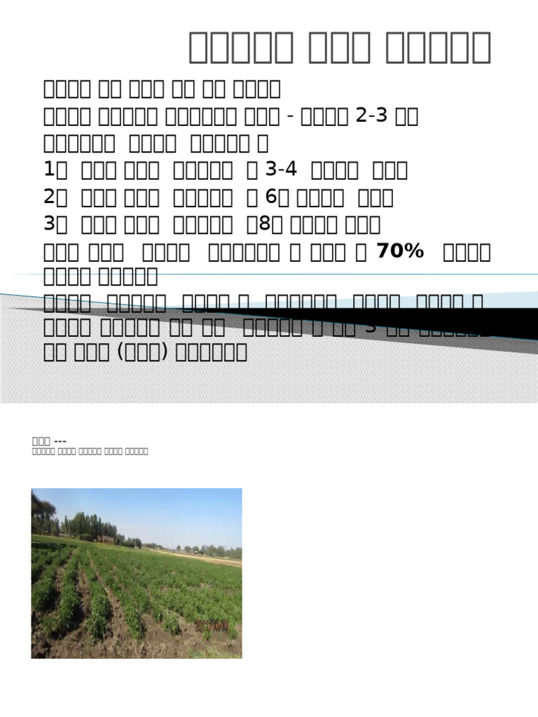 TOmato Prodaction | PDF