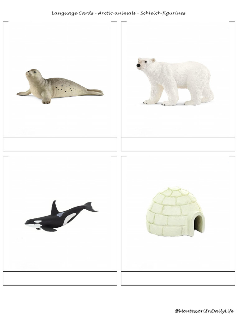 Arctic Animal Language Cards Guide | PDF | Marine Mammals | Mammals