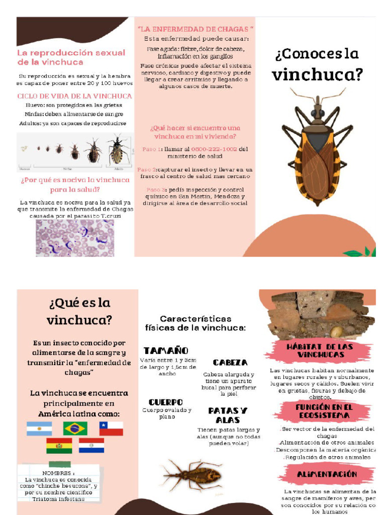 Bicho | PDF