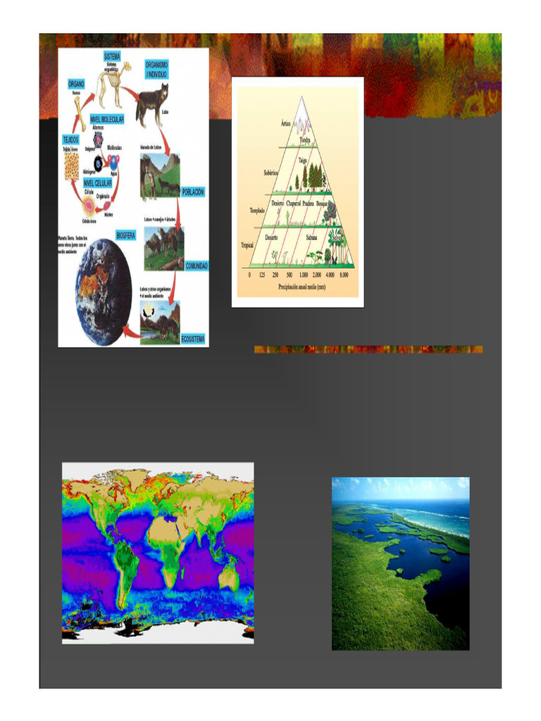 Tema 5 Estructura y Dinamica de Los Ecosistemas - PPT Modo de Compatibilidad | PDF ...