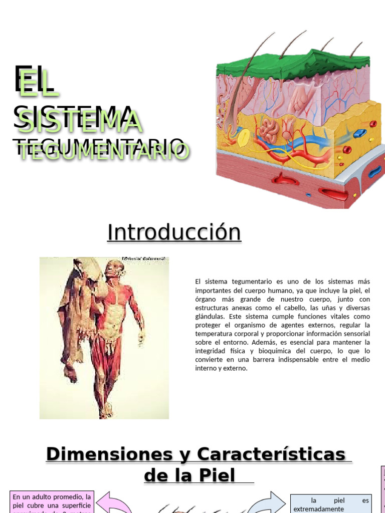 Sistema Tegumentario.. 6 | PDF | Sistema tegumentario | Anatomía
