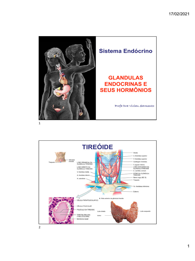 2 glandulas endocrinas OMF II 2021_pdf | PDF | Glândula suprarrenal | Cortisol