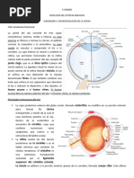 Capas de La Retina | PDF | Retina | Percepción visual
