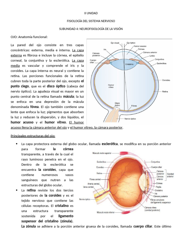 Neurofisiología de La Visión | PDF | Ojo humano | Percepción visual