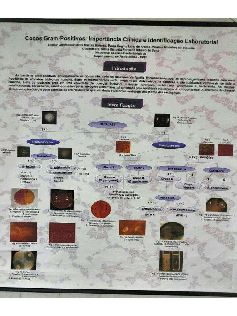 Identif. de Bacilos Positivos G+ Gram - Posit | PDF