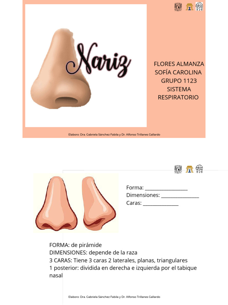 FLORES ALMANZA SOFÍA CAROLINA ÁLBUM DE NARIZ | PDF | Nariz humana | Anatomía