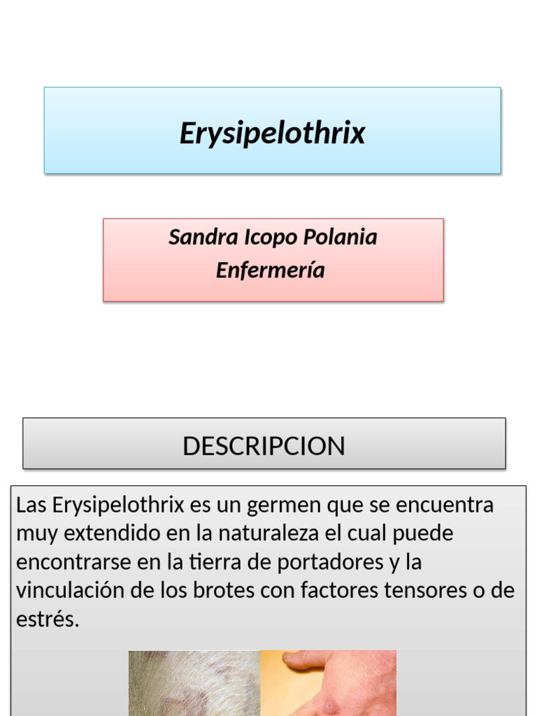 1649381252537_Erysipelothrix | PDF