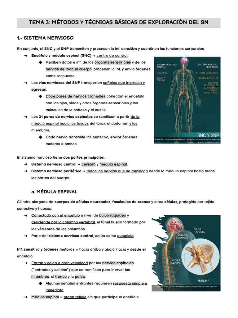 FN _ Esquema T3 | PDF | Imagen de resonancia magnética | Cerebro
