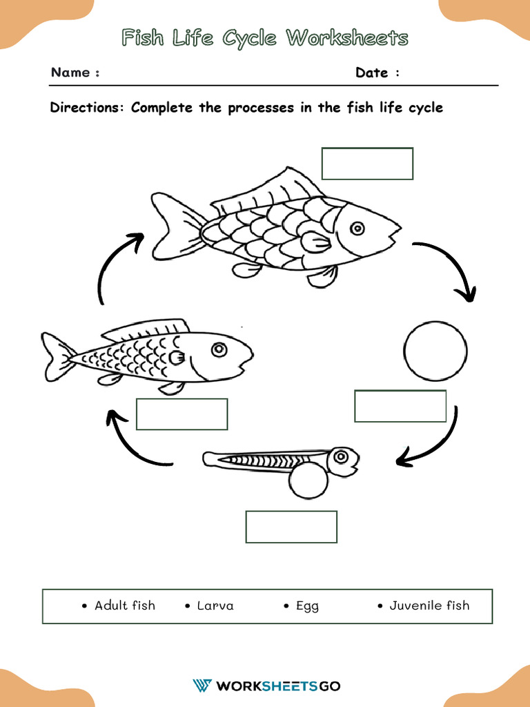 Fish Life Cycle Worksheets | PDF
