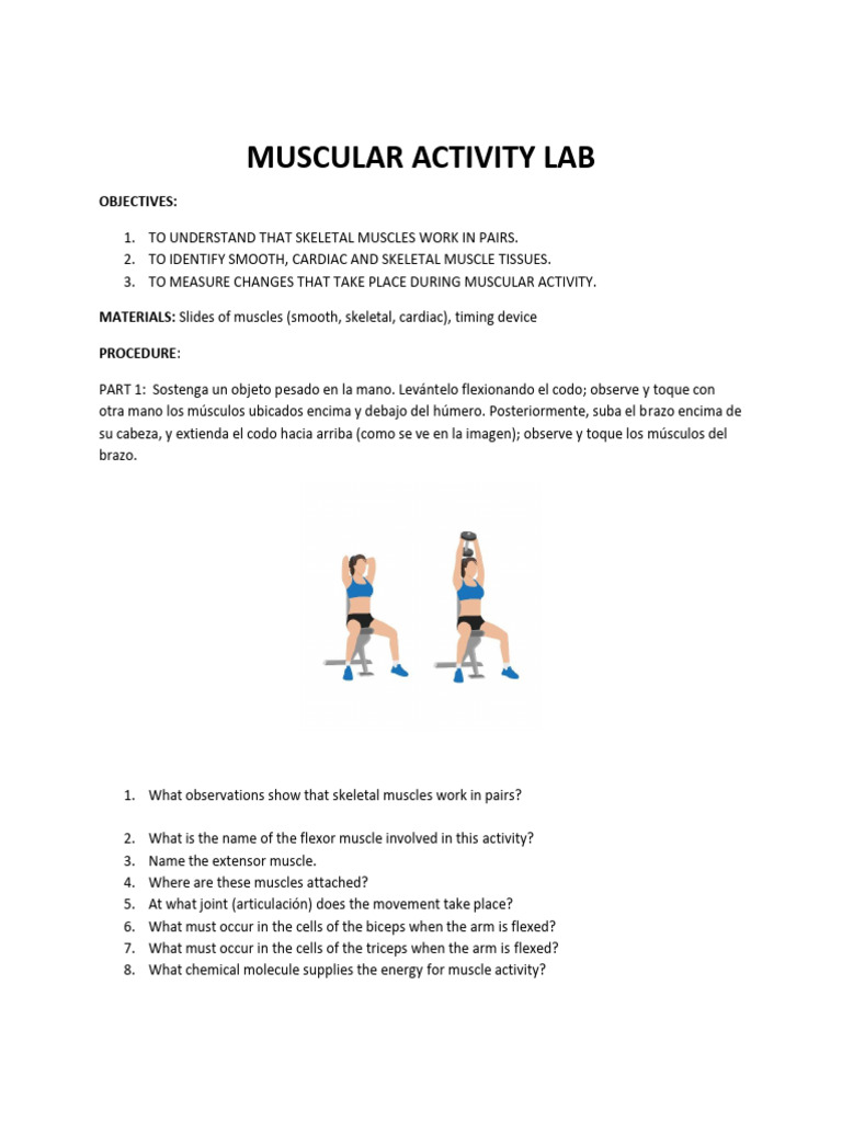 MUSCULAR ACTIVITY LAB RigVDgb | PDF | Skeletal Muscle | Cellular ...