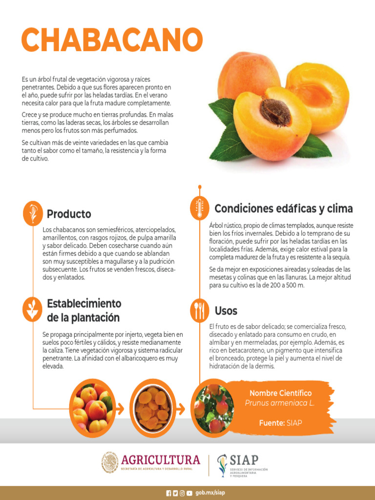 Cultivo y características del chabacano | PDF | Frutas comestibles ...