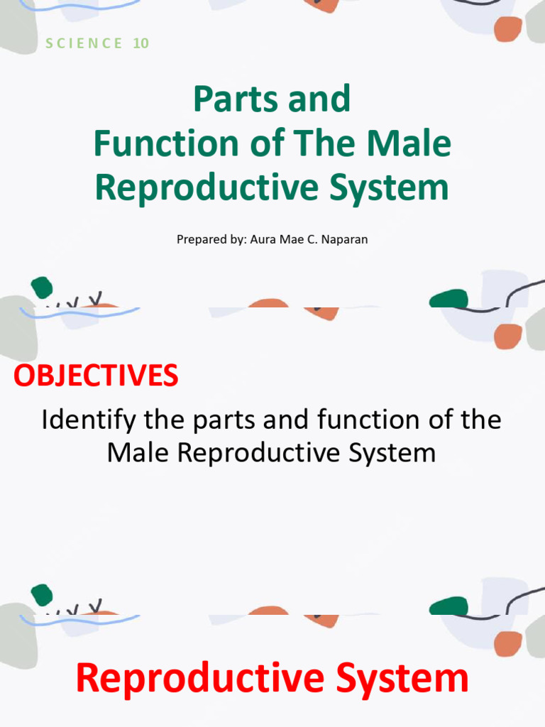 Parts and Functions of Male Reproductive Organ | PDF