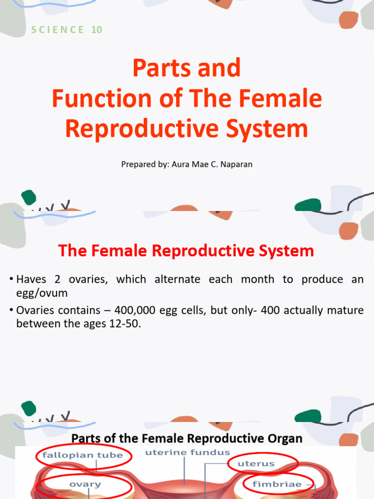 Parts and Functions of Female Reproductive Organ | PDF