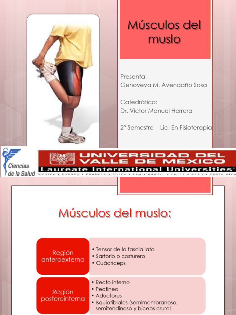 Músculos del muslo: Anatomía y Funciones | PDF | Rodilla | Pelvis