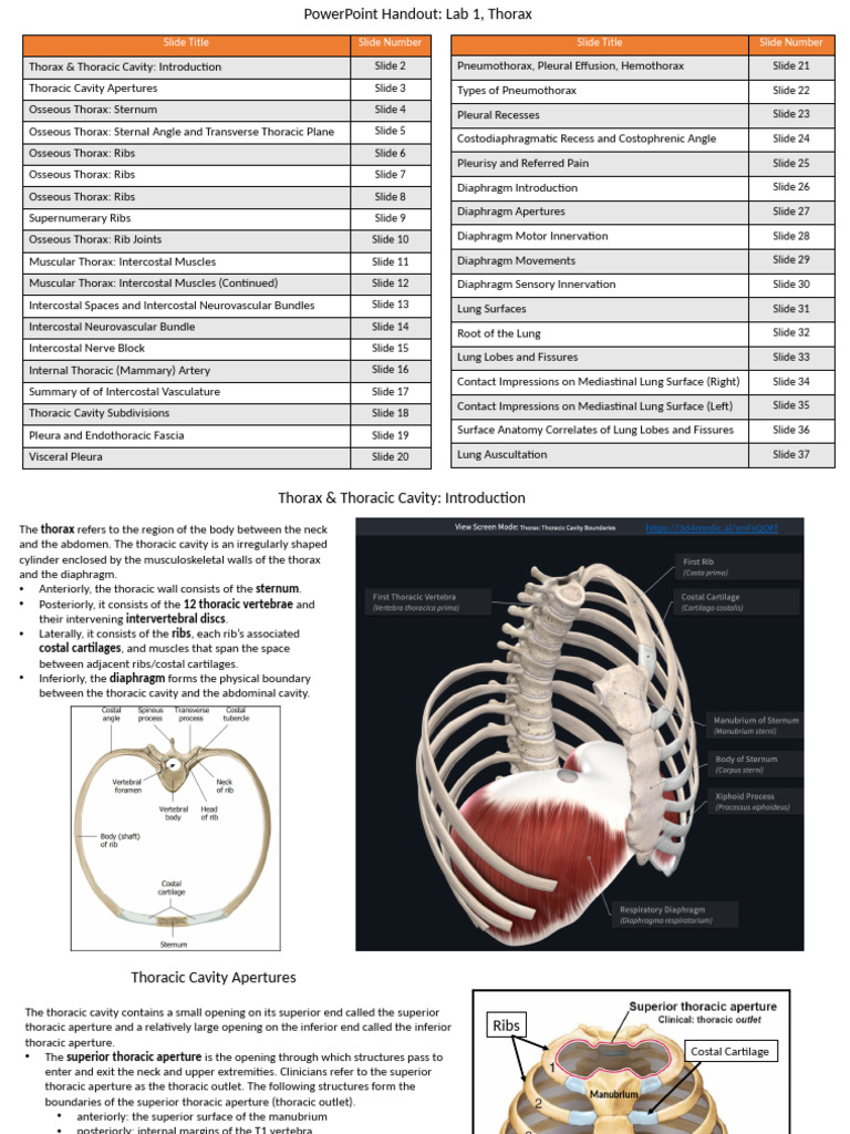 Thoracic Cavity and Its Structures | PDF | Thorax | Vertebra