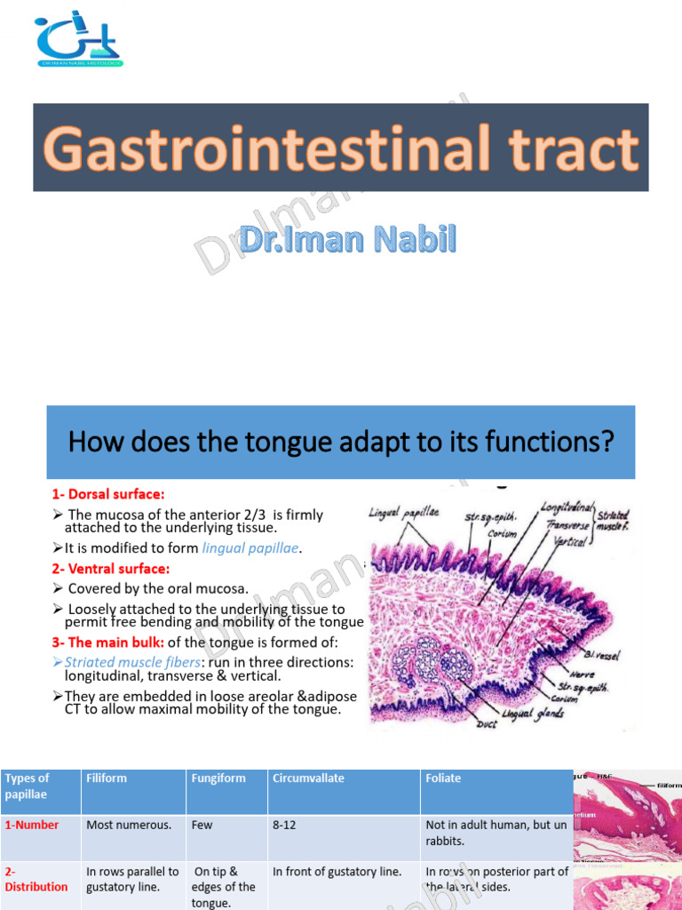 GIT تجميعات | PDF | Stomach | Small Intestine