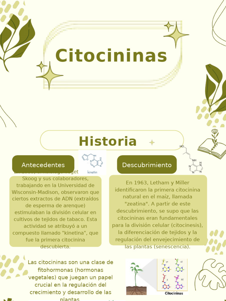Citocininas: Clave en el Crecimiento Vegetal | PDF | Hormona Vegetal ...