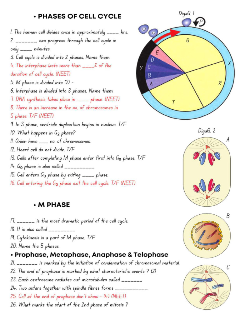 7.cell Cycle and Cell Division | PDF