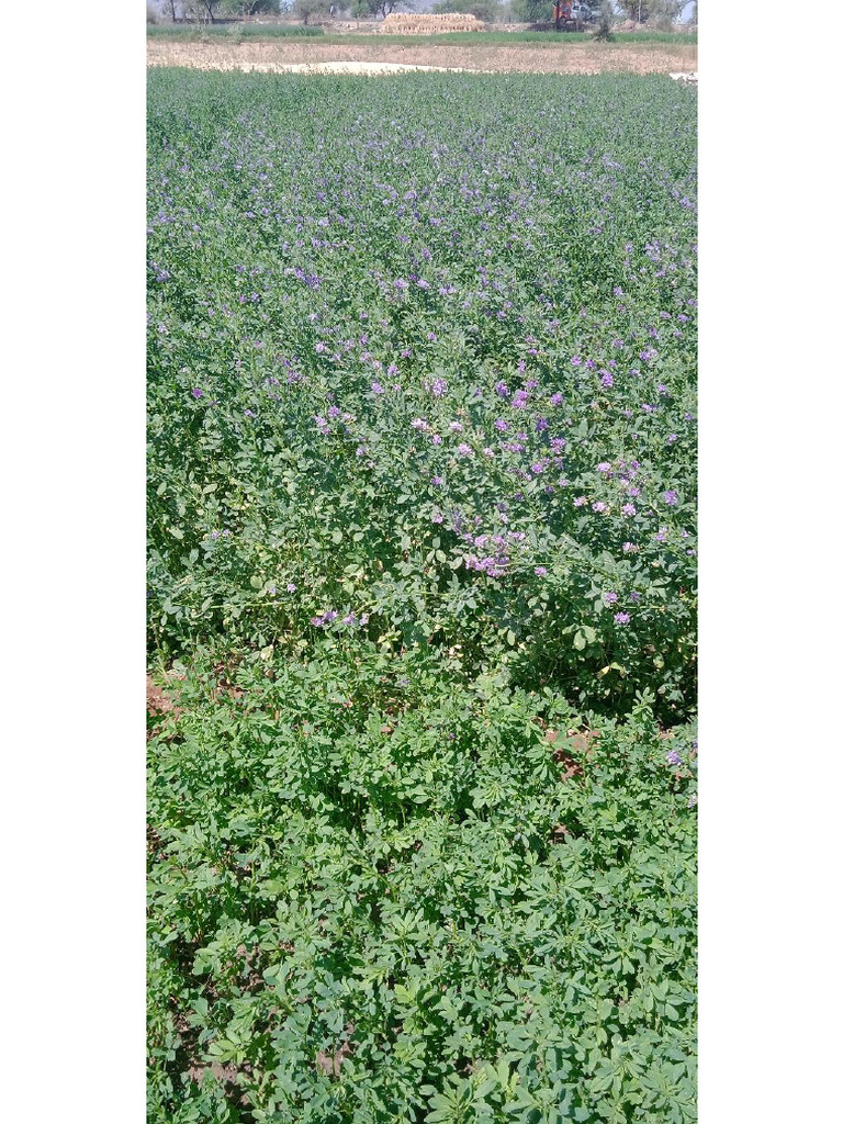 Kkiska Compressed Low | PDF